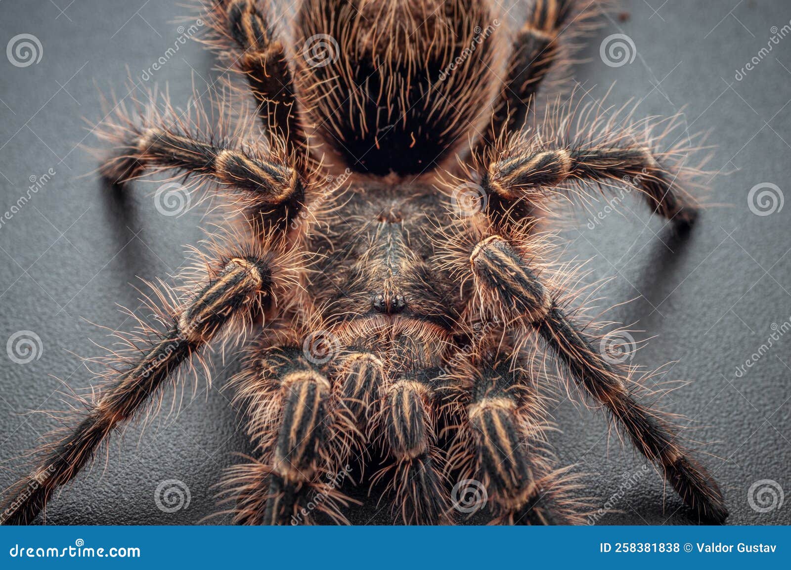 Macro View of Grammostola Pulchripes Tarantula Stock Photo - Image of ...