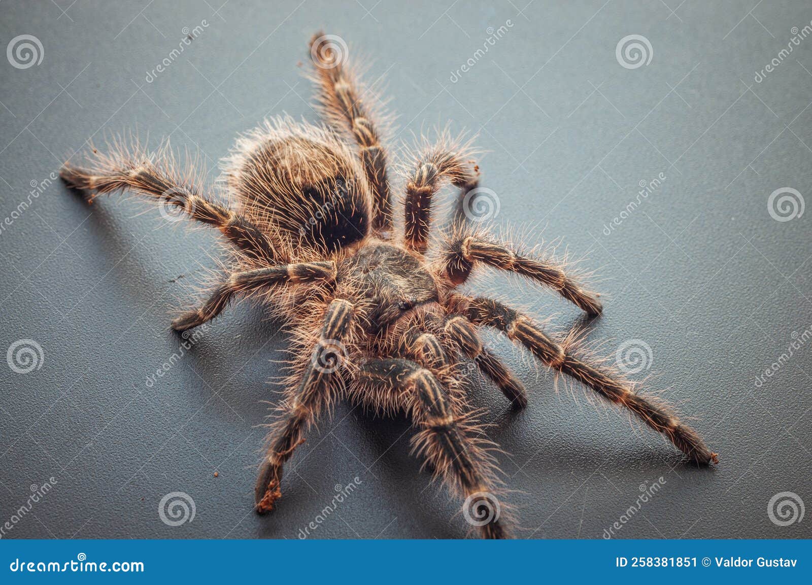 Macro View of Grammostola Pulchripes Tarantula Stock Image - Image of ...