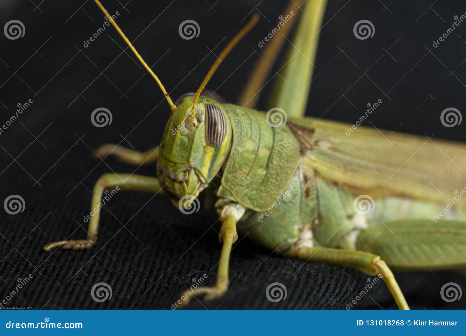 A Potrait of a Grasshopper. Stock Photo - Image of eyes, head: 131018268