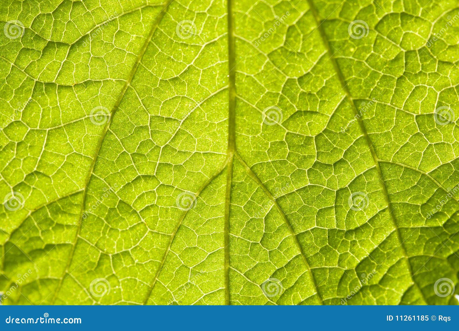 Macro view of green leaf stock image. Image of element - 11261185