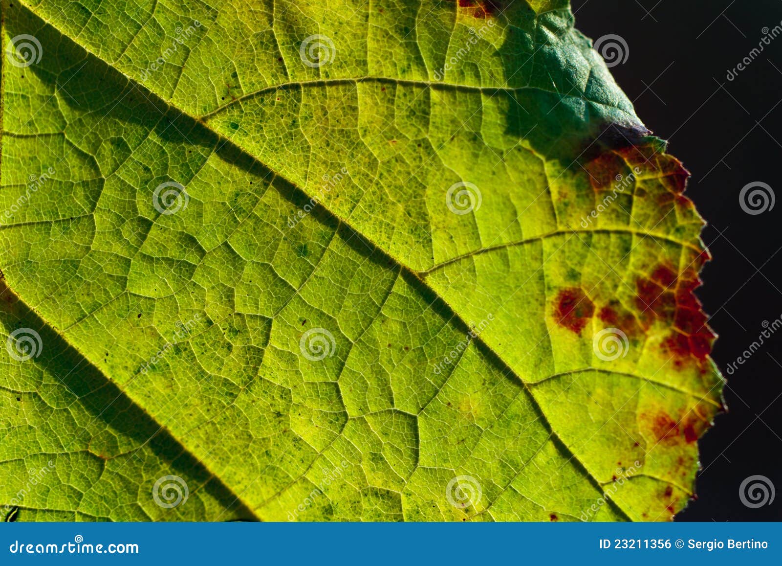 Macro view of green leaf stock photo. Image of veins - 23211356