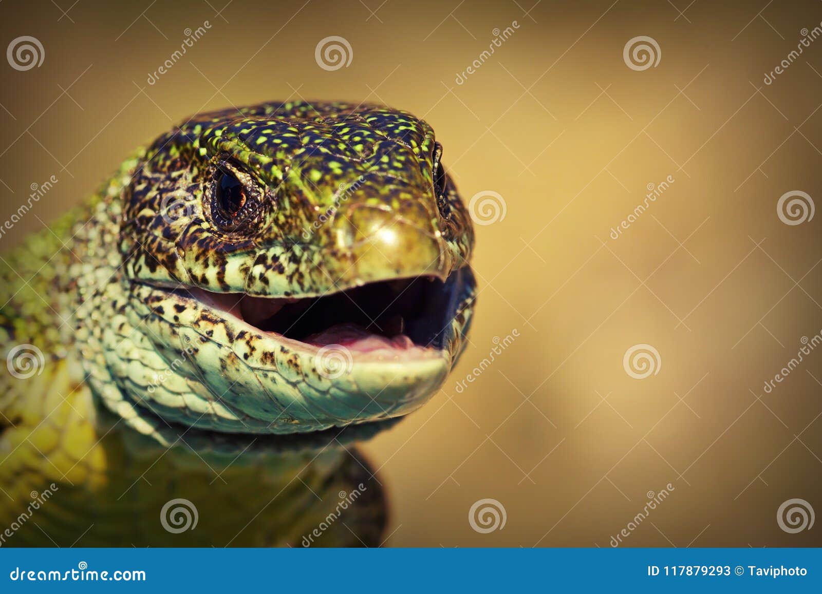 Macro View of a Green Lizard Head Stock Image - Image of beauty, lizard ...