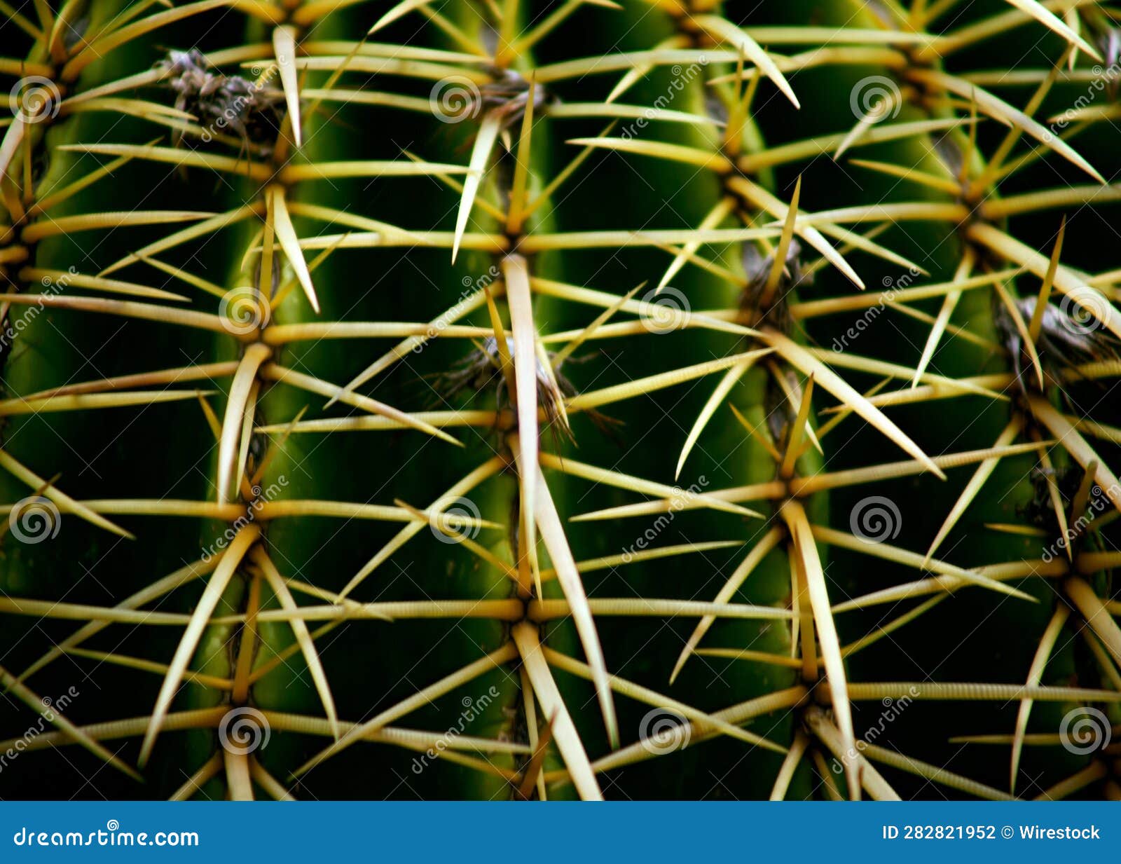 Macro View of a Green, Round Cactus with Spikes Stock Photo - Image of ...