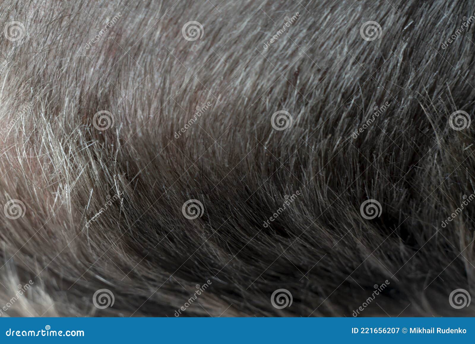 A Macro View of Human Male Head Hair Stock Image - Image of fashion ...