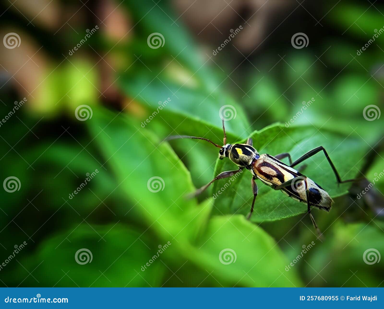 An Insect is Walking on the Leaves Stock Image - Image of background ...