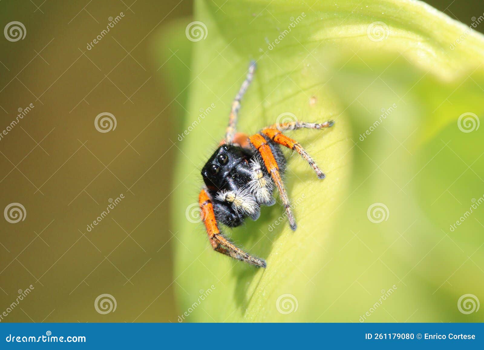 Jumping spider on leaf stock photo. Image of macro, jumping - 261179080