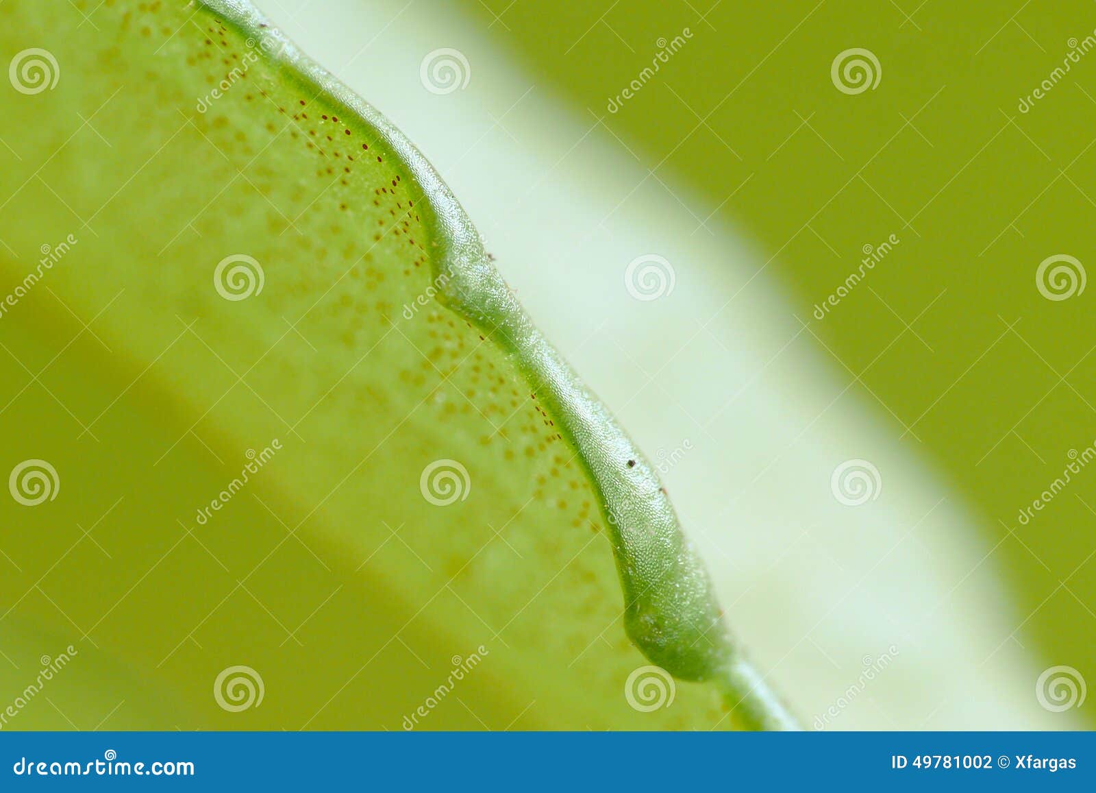 Macro view of leaf edge stock photo. Image of growth - 49781002