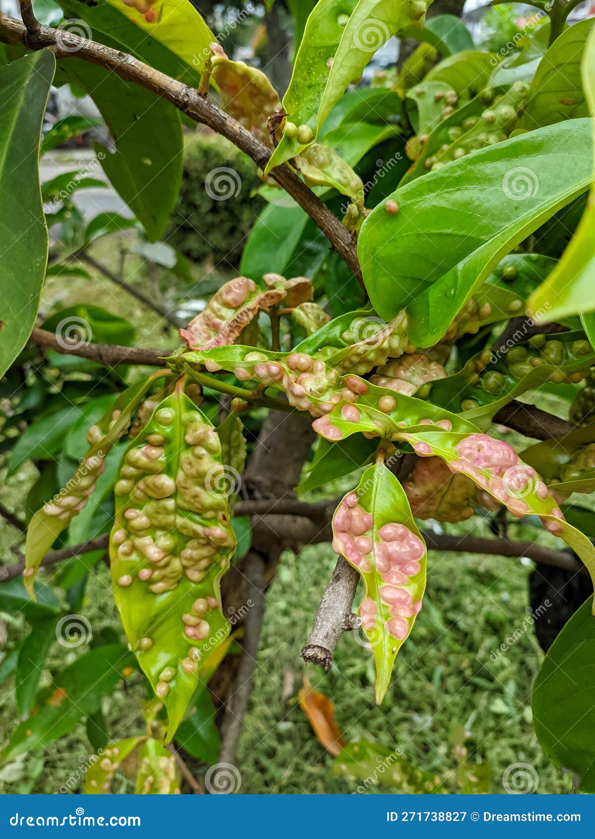 Macro View of Leaves Covered in Galls Stock Image - Image of leaf ...