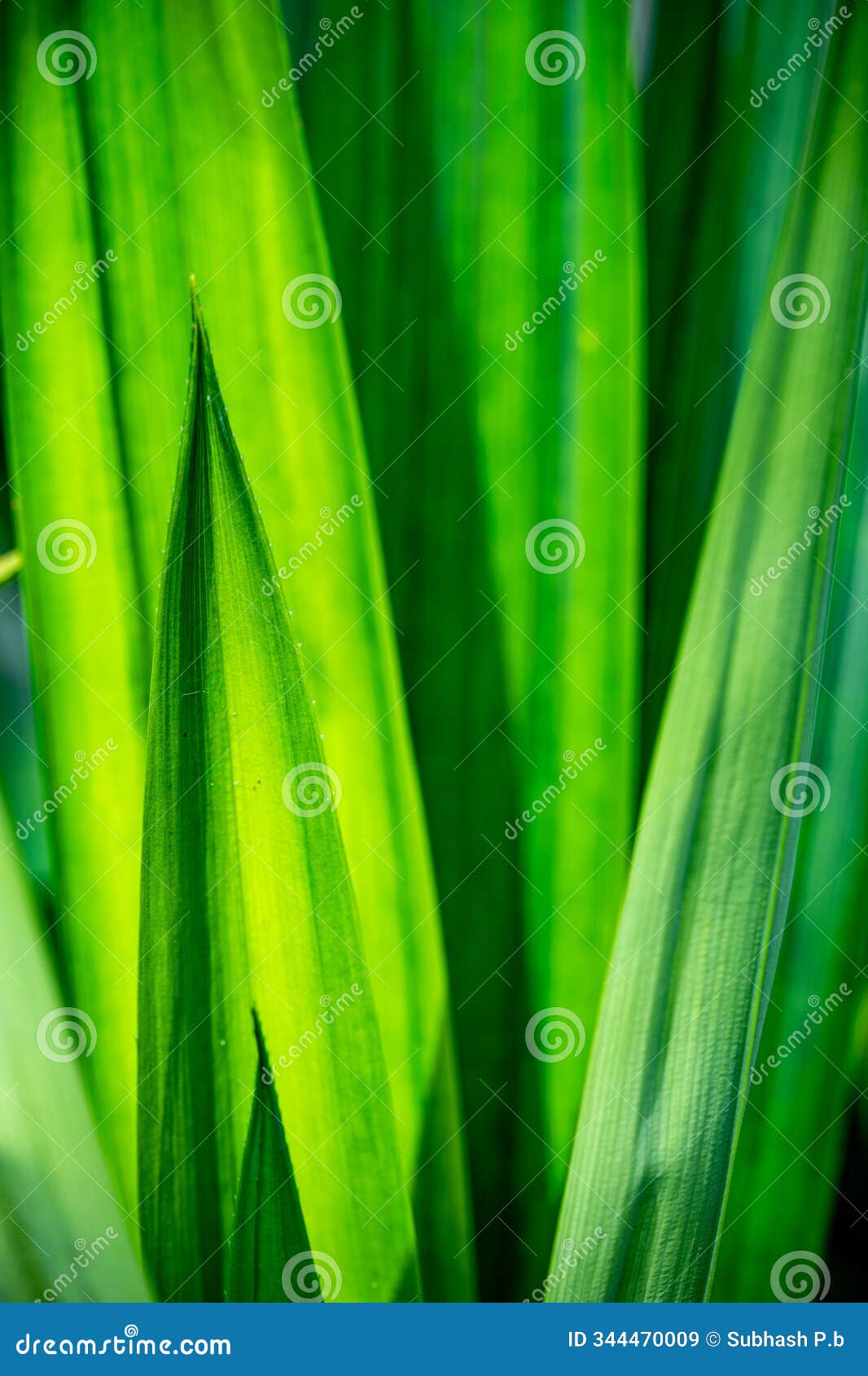 Macro View Of Ace Of Spaces Playing Card Royalty-Free Stock Photo ...