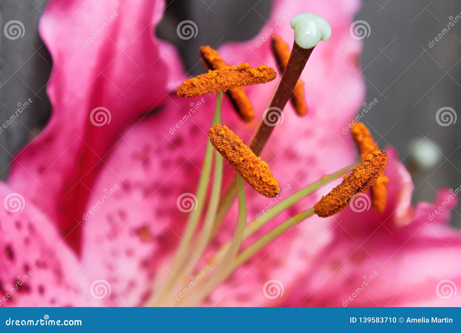 Macro View of Lily Stamens and Stigma Stock Photo - Image of petals ...