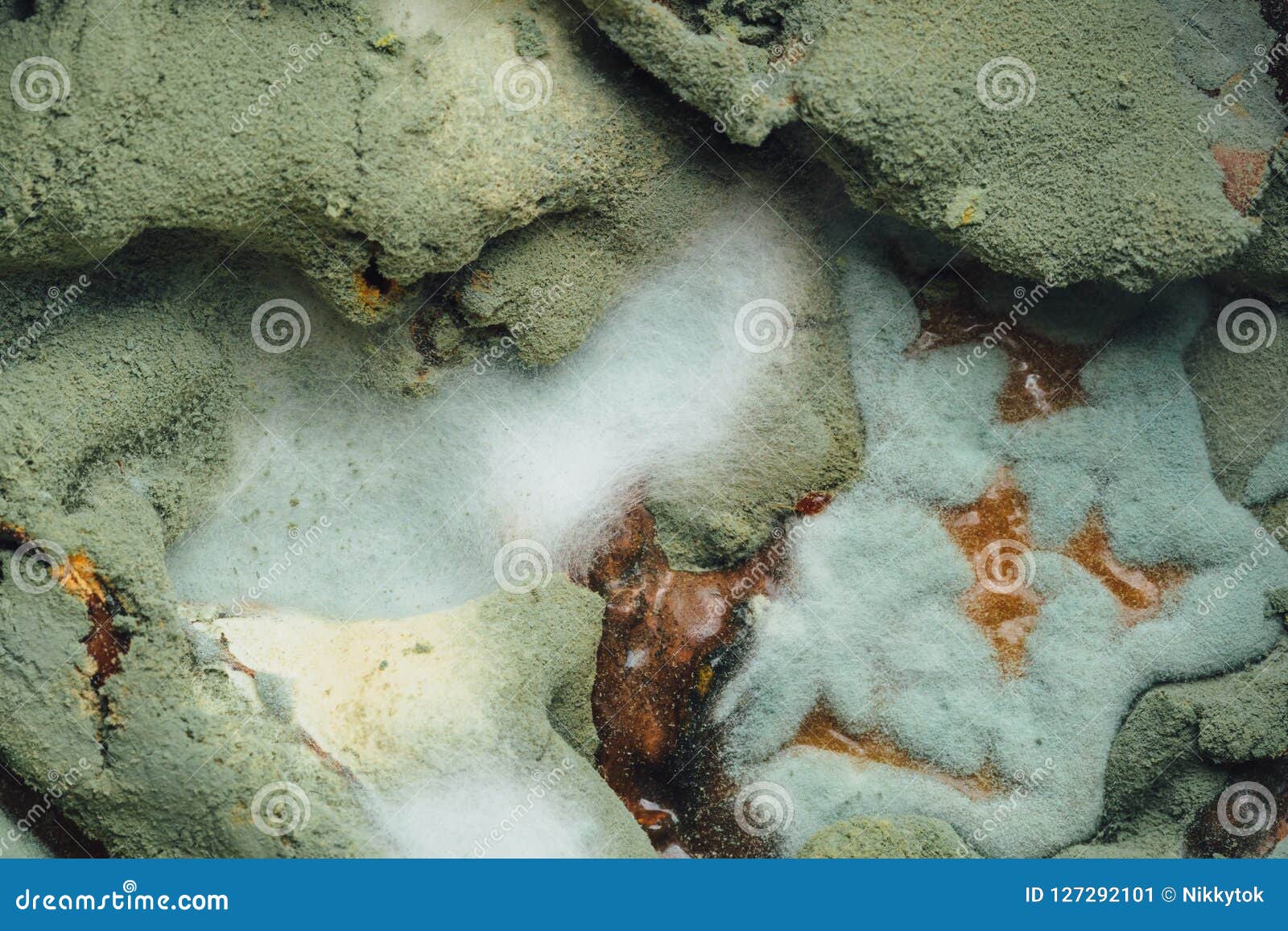 Macro view of mold relief stock image. Image of mushroom - 127292101