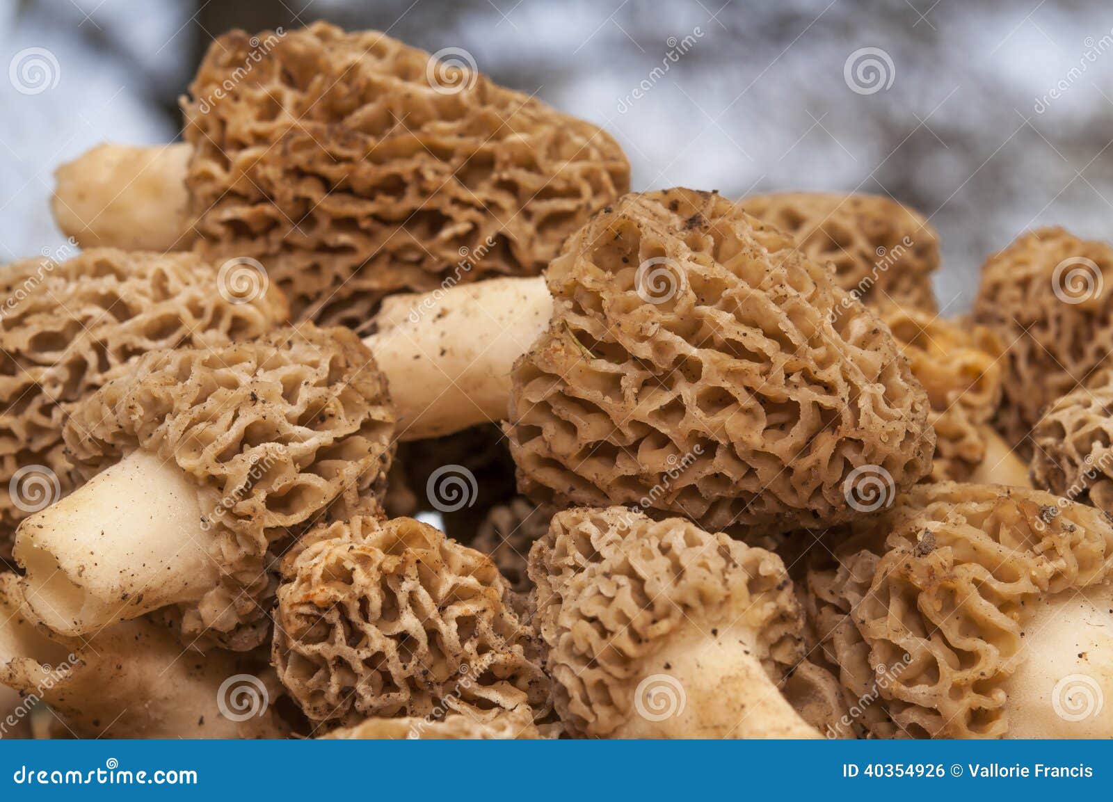 Macro View of Morel Mushrooms Stock Photo - Image of coveted, expensive ...