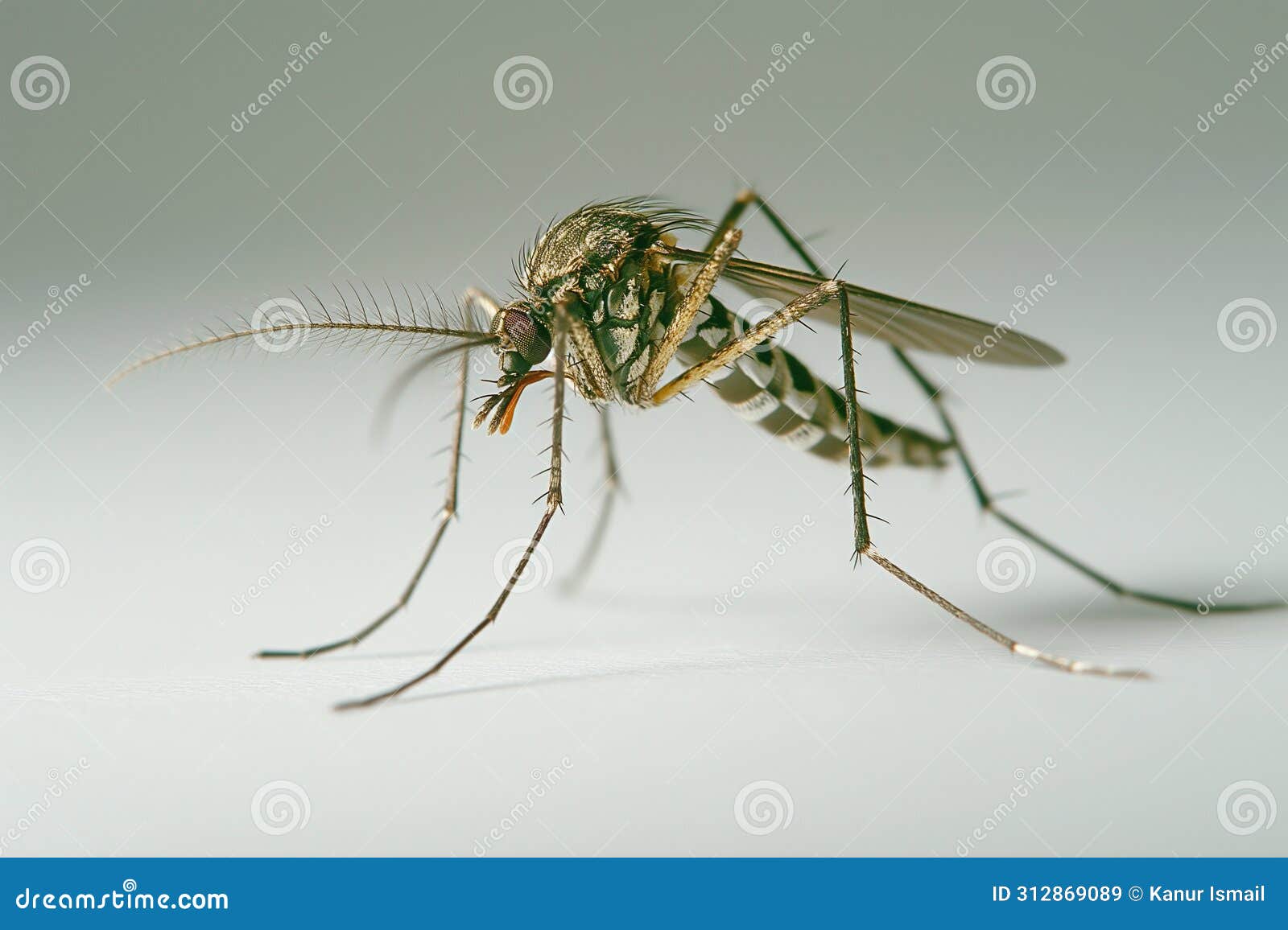 Macro view of mosquito stock image. Image of animal - 312869089