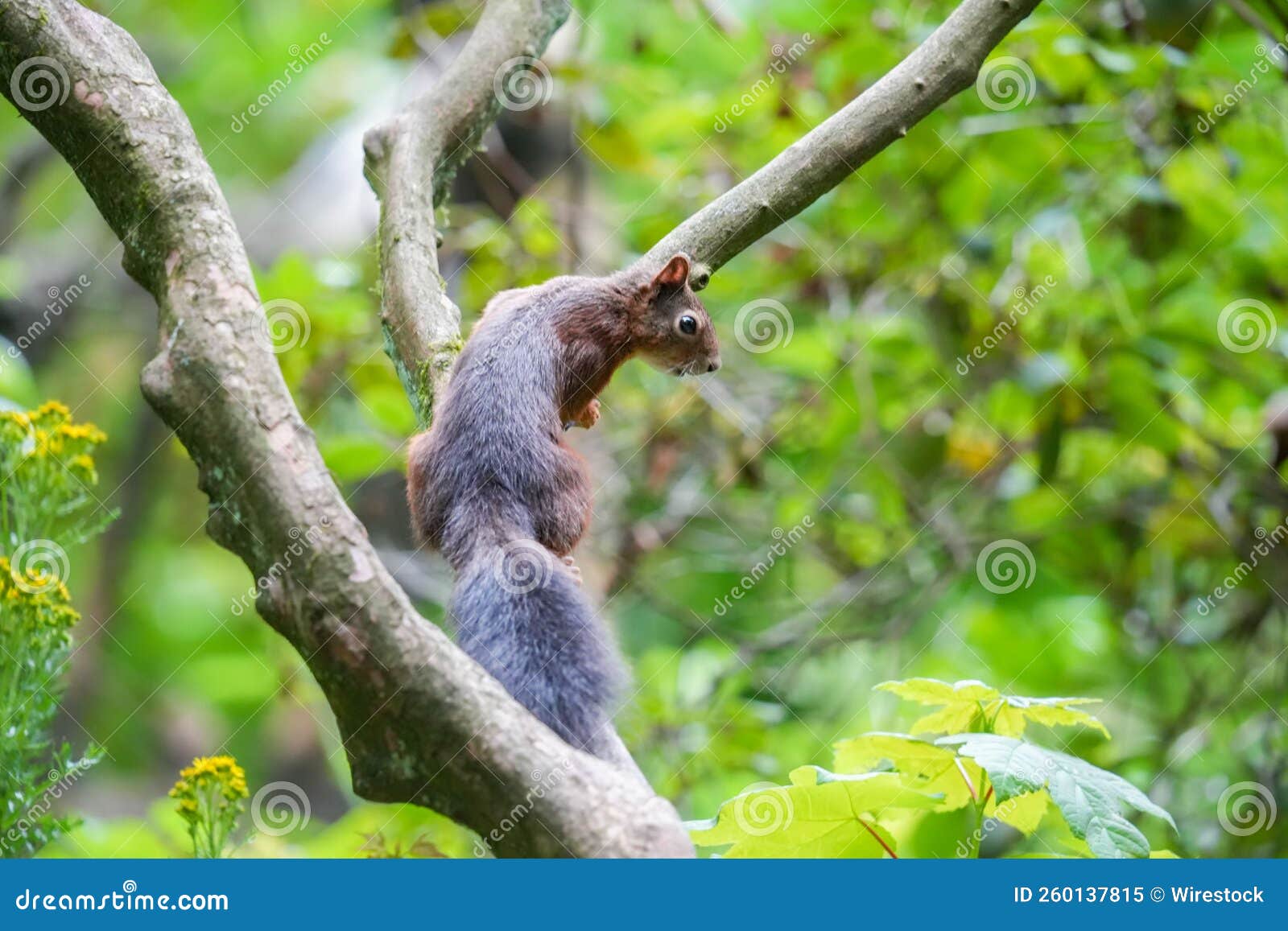 Macro View of a Mount Graham Red Squirrel Climbing on the Branch of a ...