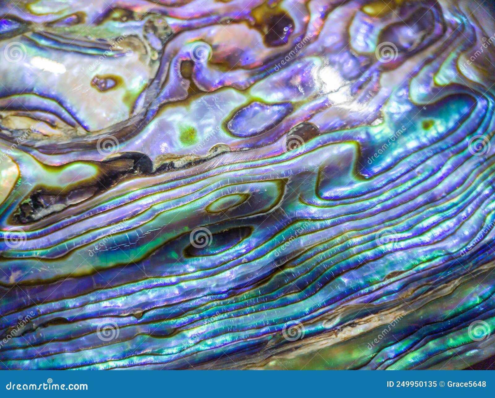 New Zealand Paua / Abalone Shells Of Different Sizes From Large To Tiny ...