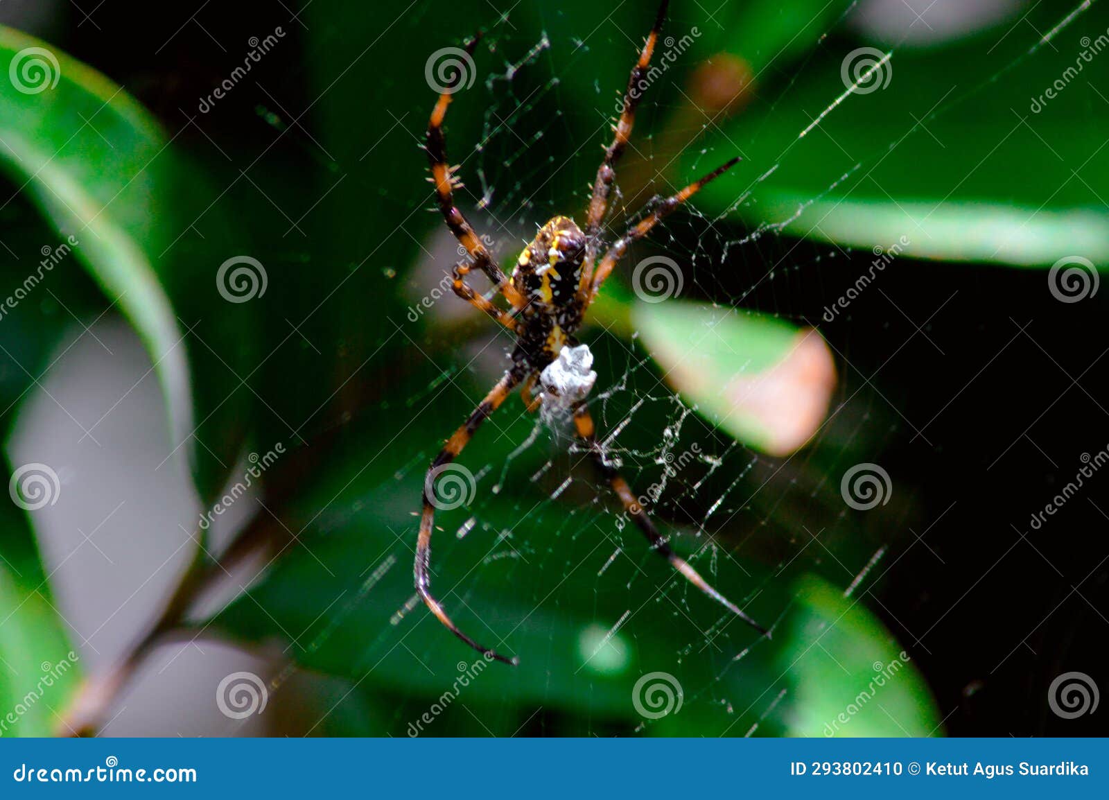 Macro View Orange and Black Patterned Spider or Peacock Spider ...