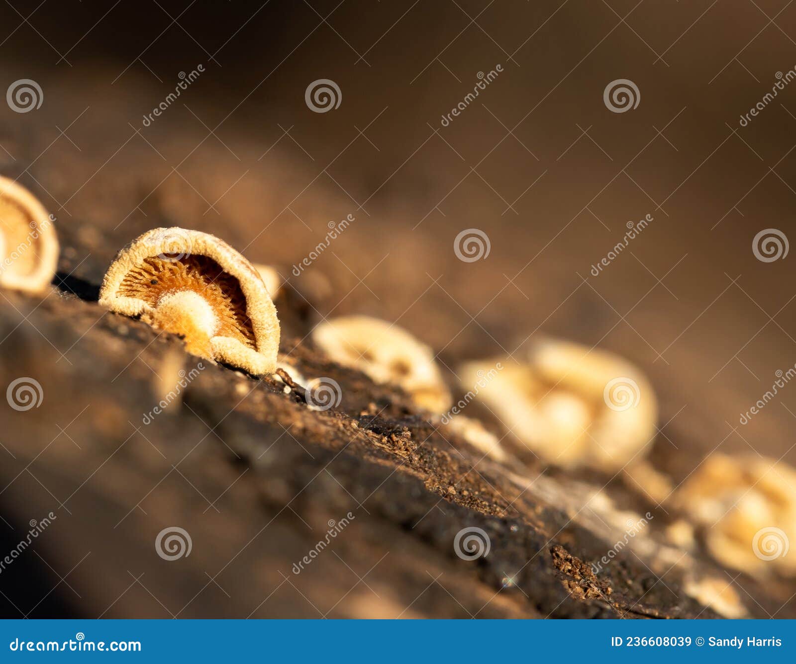 Macro View of Pinhead Mushrooms. Stock Image - Image of brown ...