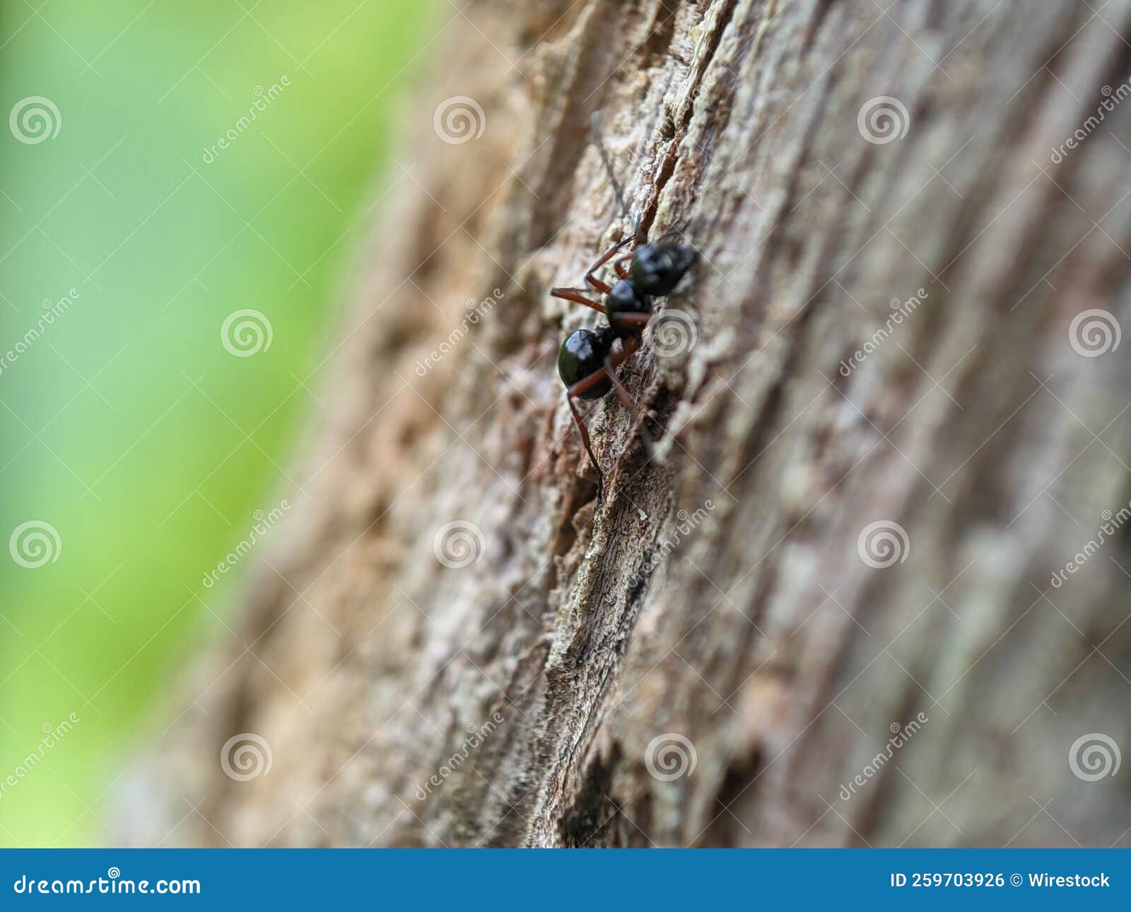 Macro View of a Polyrhachis Ant Climbing on the Tree Bark Stock Photo ...