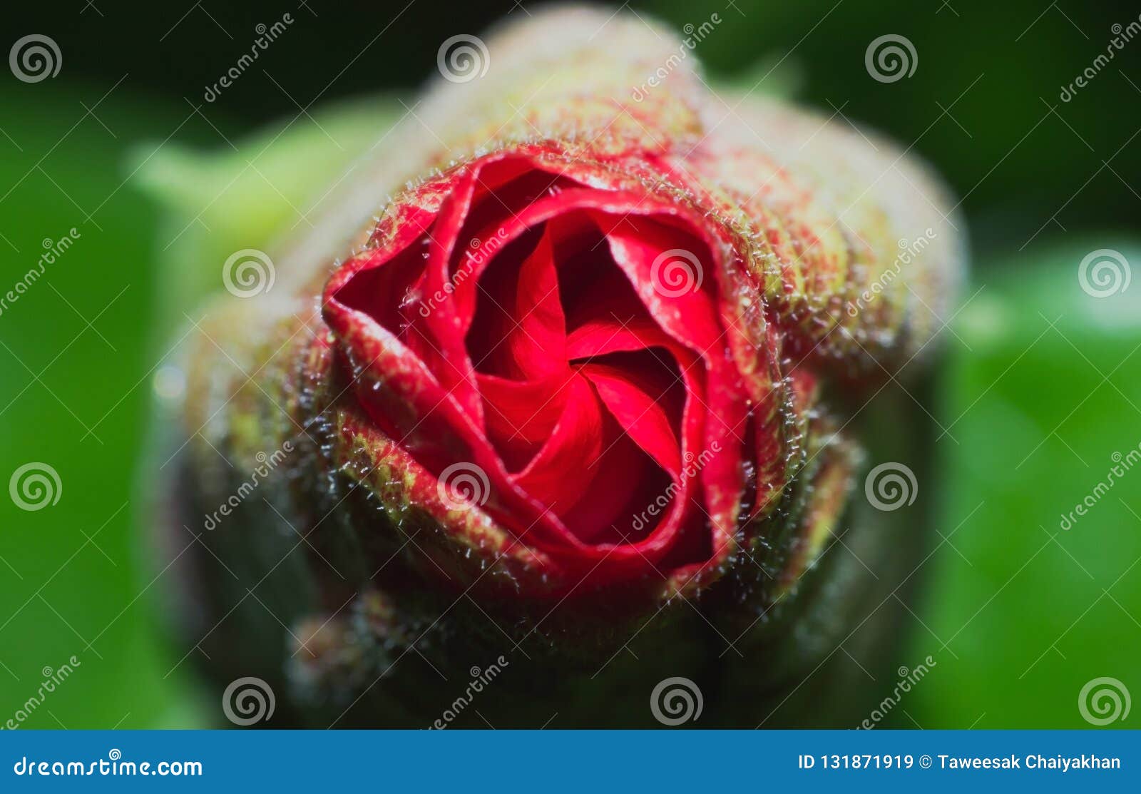 Macro View of Red Flower Head Stock Image - Image of background, focus ...