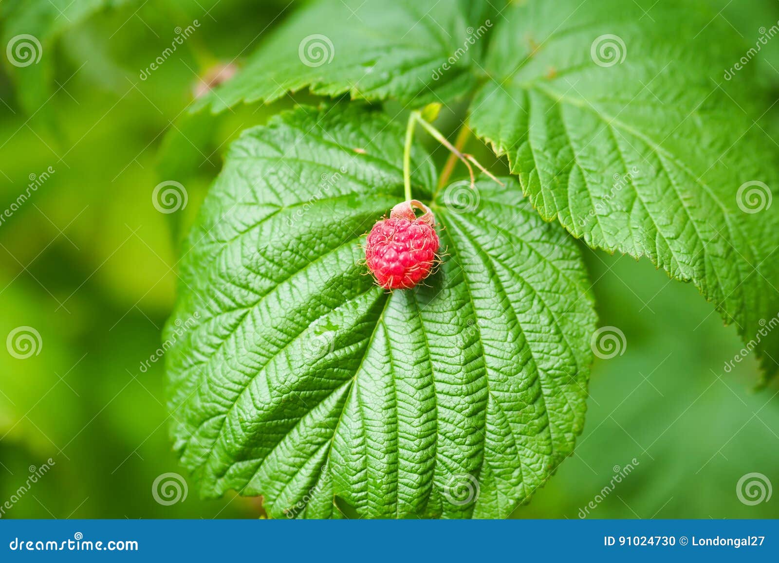 A Macro View of a Red Raspberry on a Green Leaf Against a Blurred Green ...