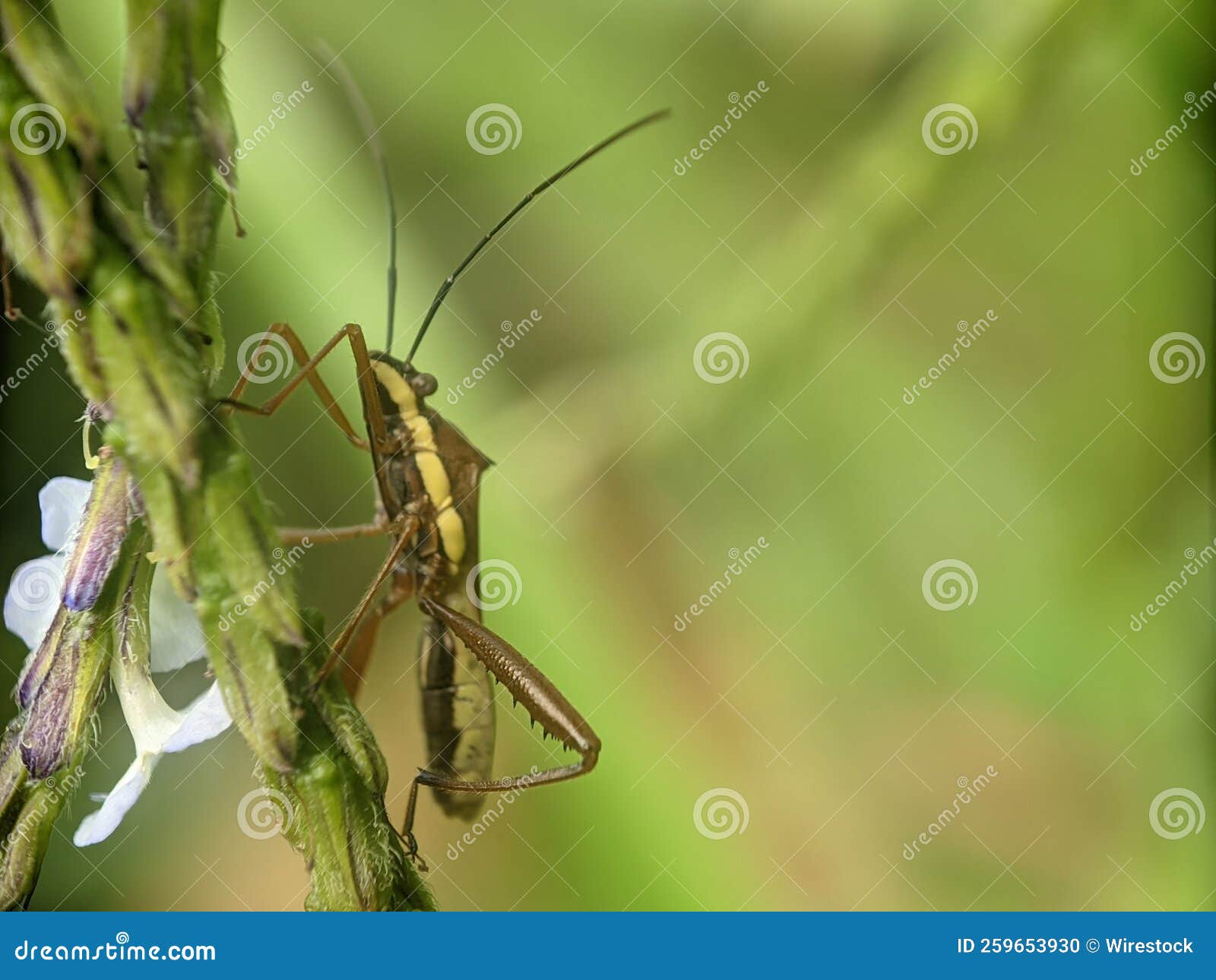 Macro View of a Rice Ear Bug Climbing on a Plant in the Greenery Stock ...