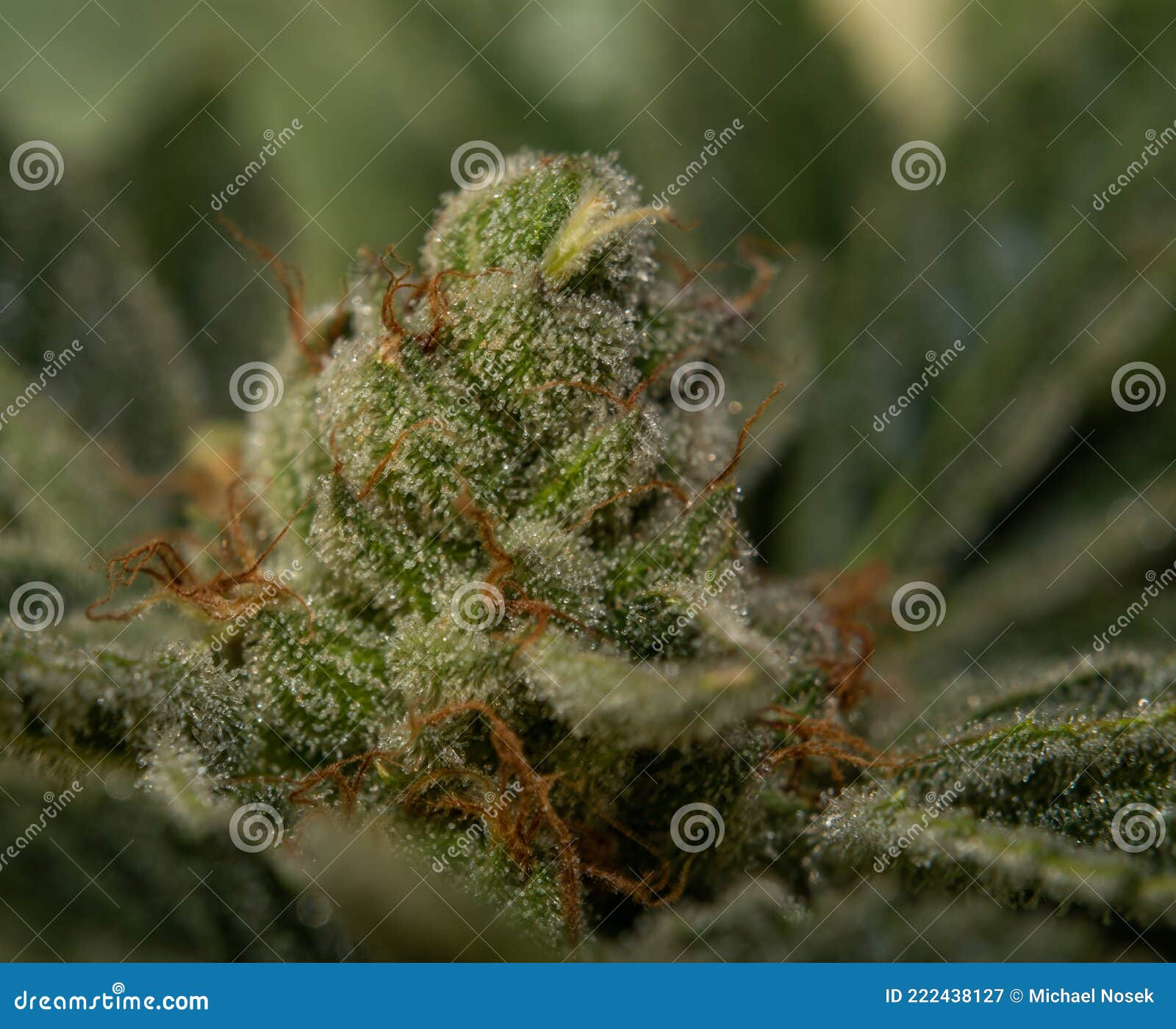 Macro View for S.a.G.E. Variety of Marijuana Flower Stock Image - Image ...