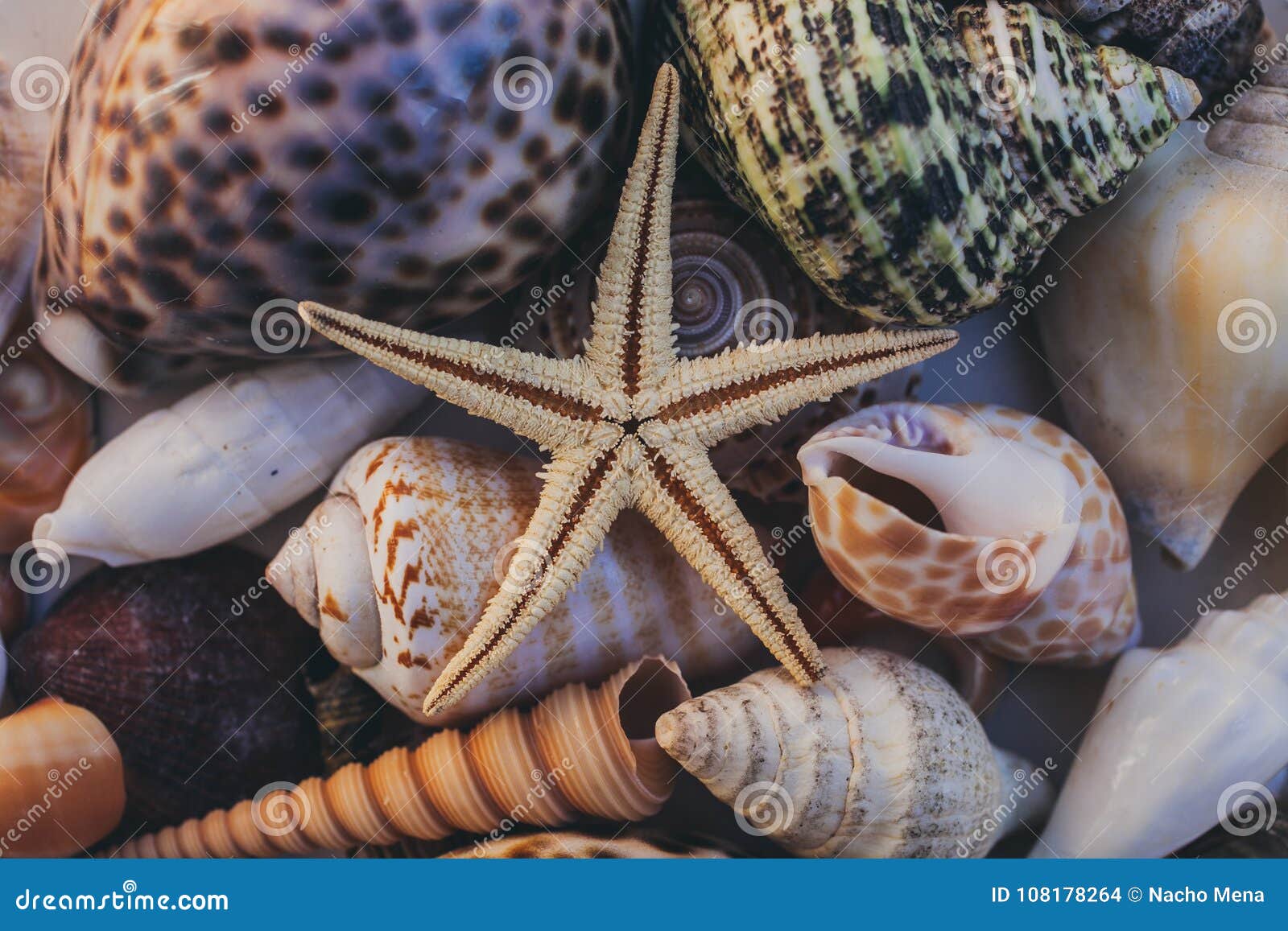 Macro View of Seashell Background. Starfish on Seashells Background ...