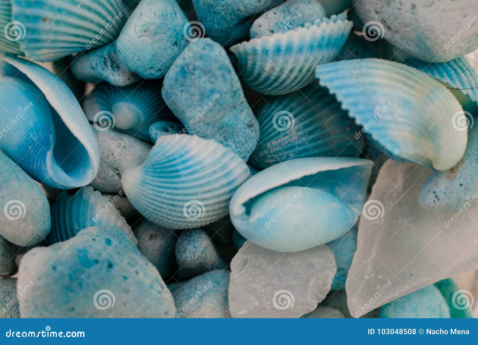 Blue Seashell Wallpaper
