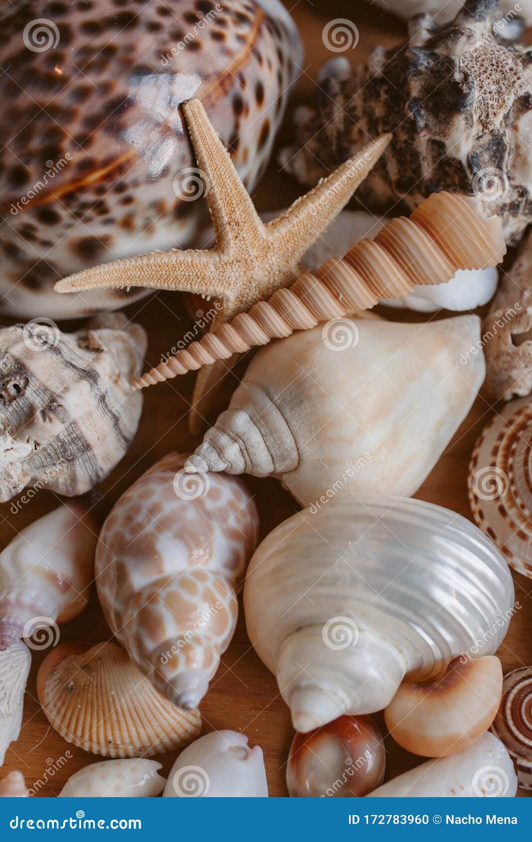 Macro View of Seashells and Starfish Background. Many Different ...