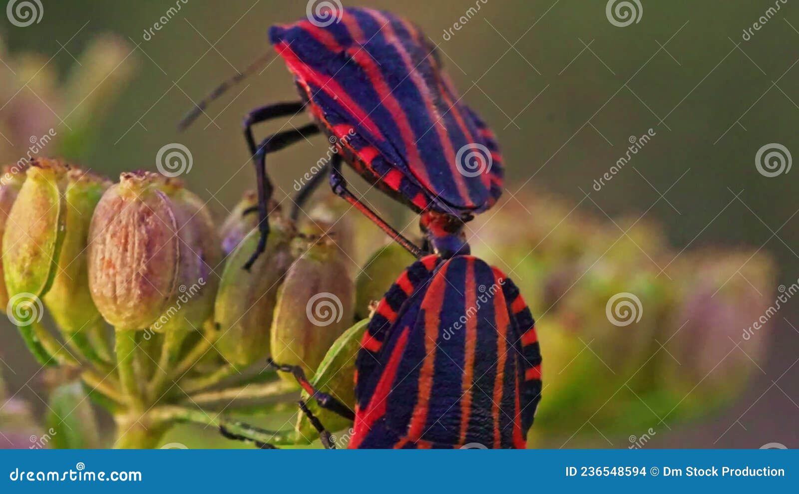 Macro View of Shield Bug Mating. Stock Footage - Video of antennae ...