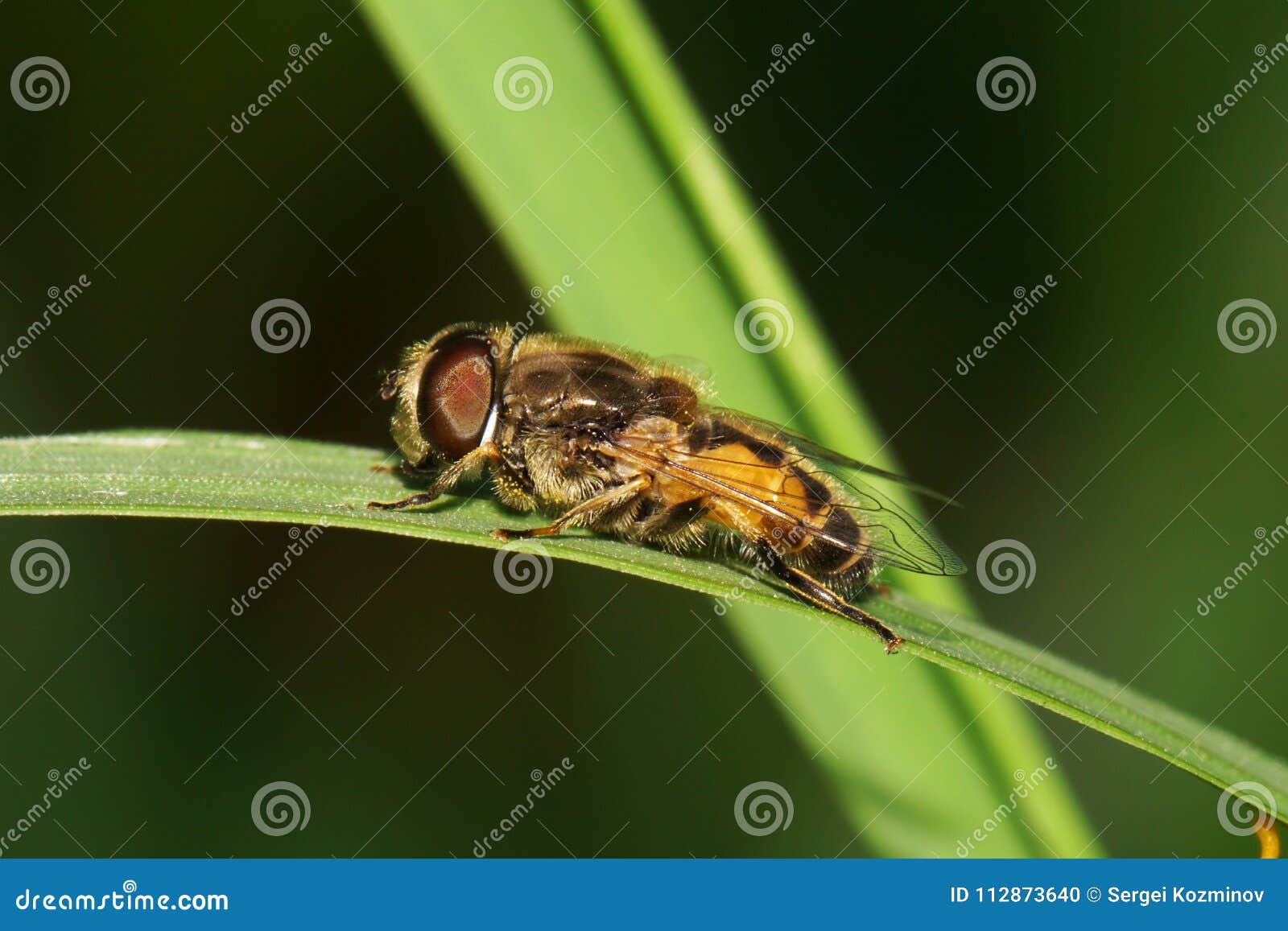 Macro View of the Side of a Caucasian Fluffy Fly Flies Hoverfly Stock ...