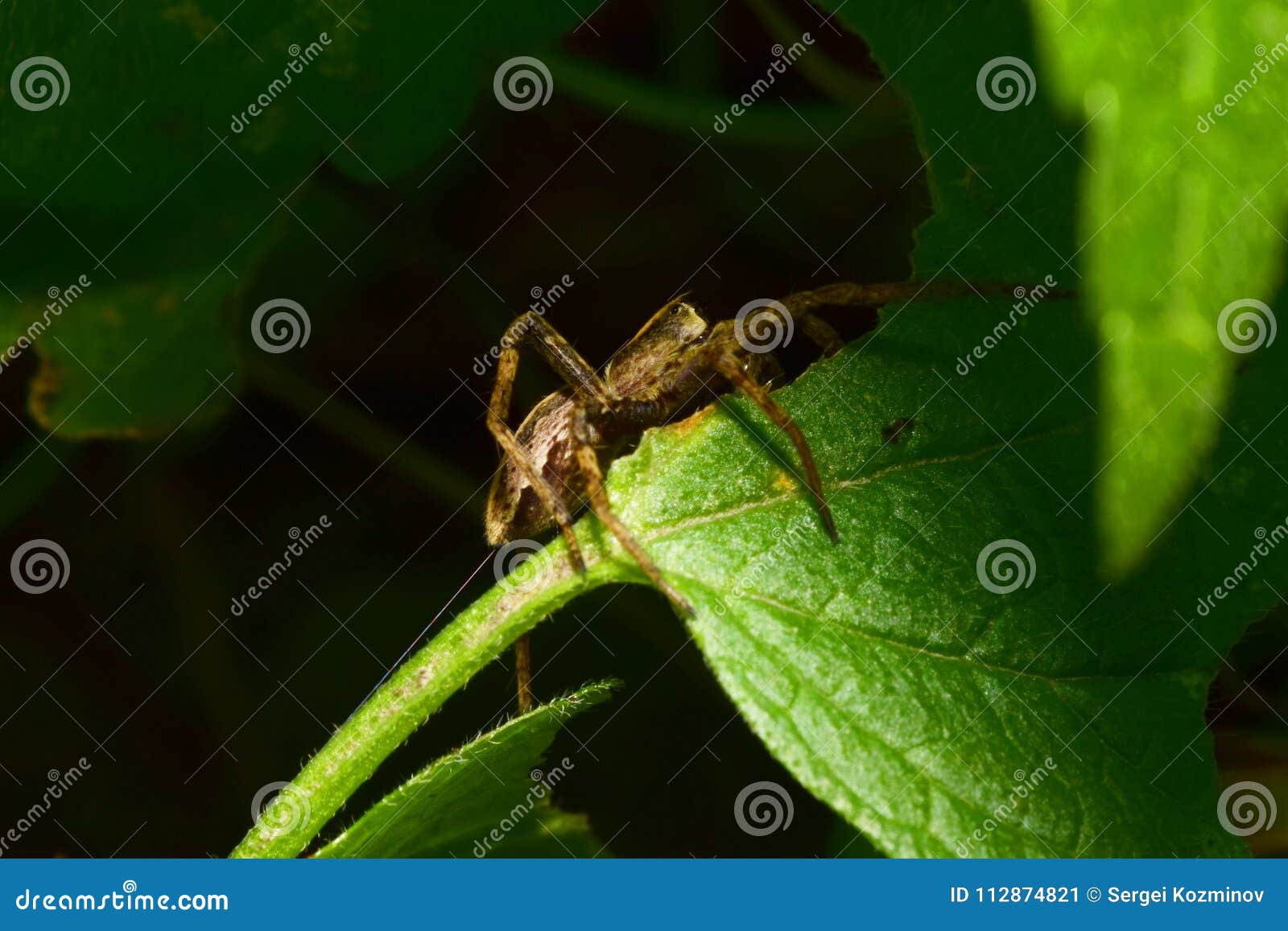 Macro View of the Side of a Young Wolf-spider Arachnida Sitting Stock ...
