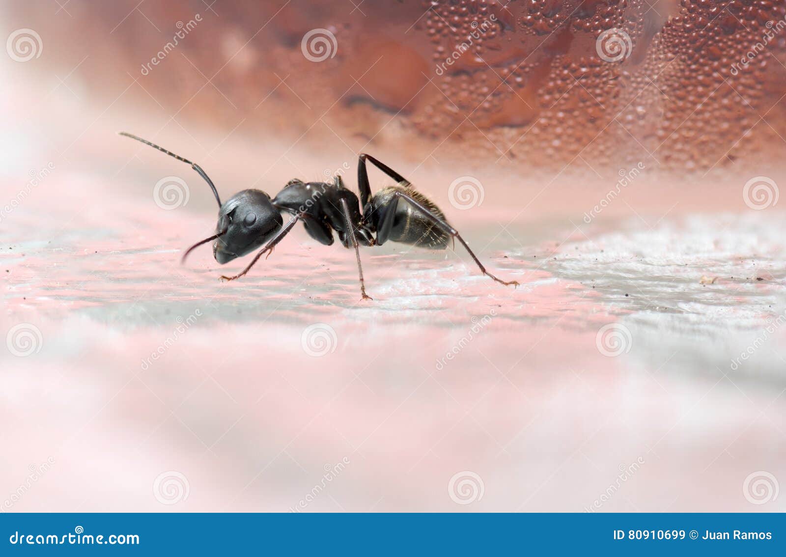 Macro view of a single ant stock image. Image of close - 80910699