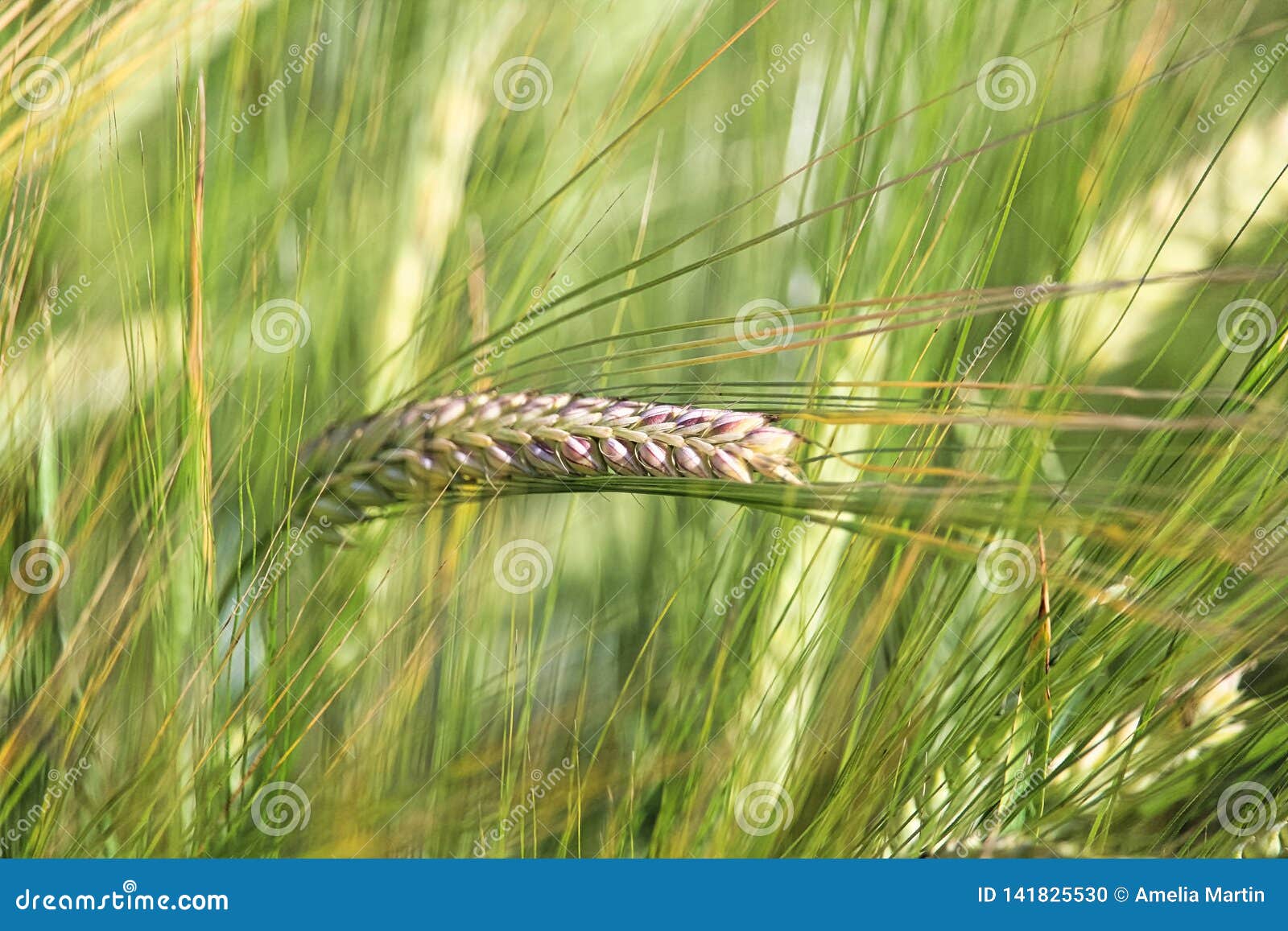 A Macro View of a Single Green Barley Head Stock Photo - Image of ...