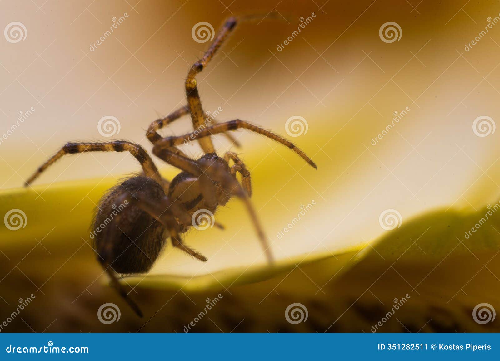 Spider Anthropod Animal Stock Photography | CartoonDealer.com #88659260