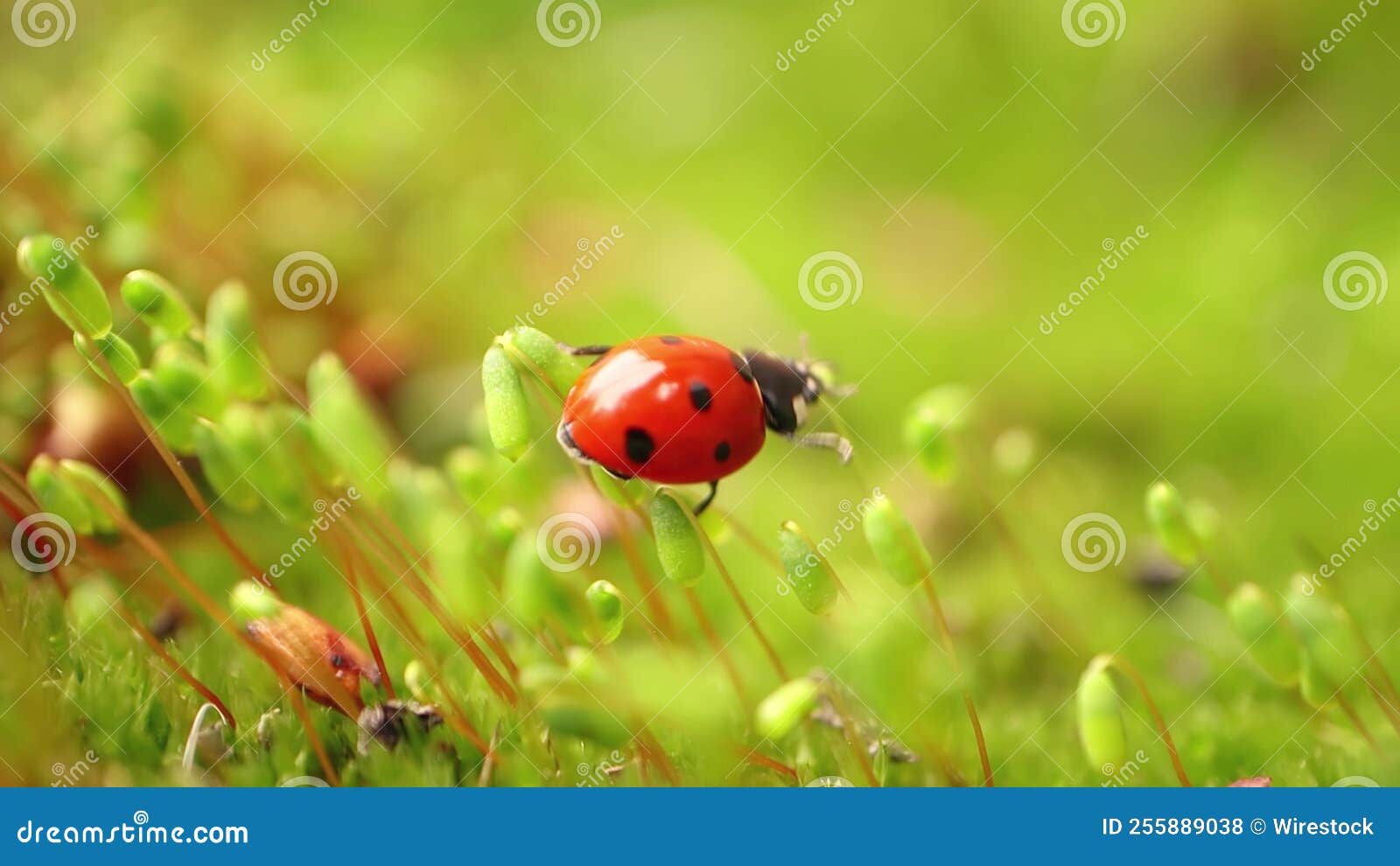 Macro View of Small Ladybug Climbing on the Greenery Stock Footage ...