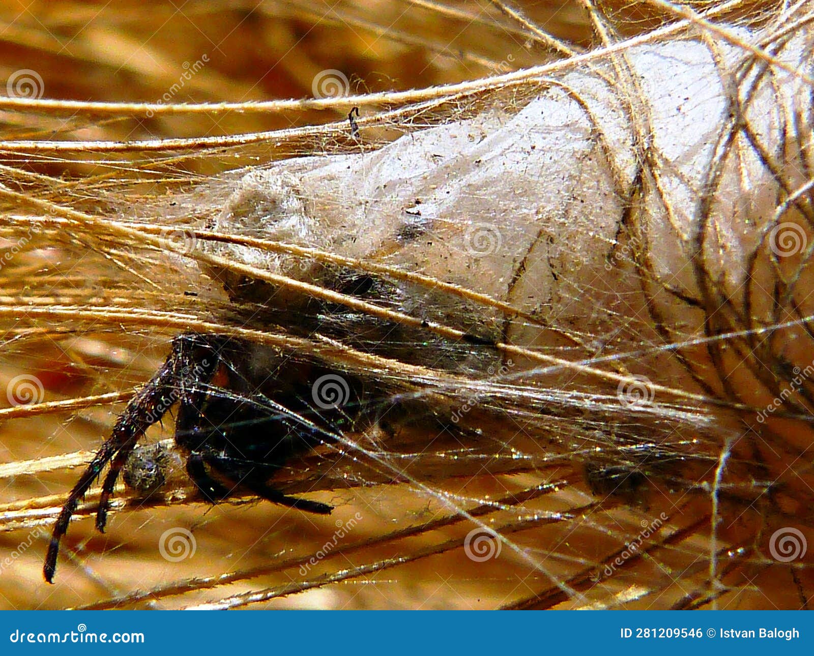 Macro View of Spider Inside an Egg Sac. Extreme Closeup. Dense White ...