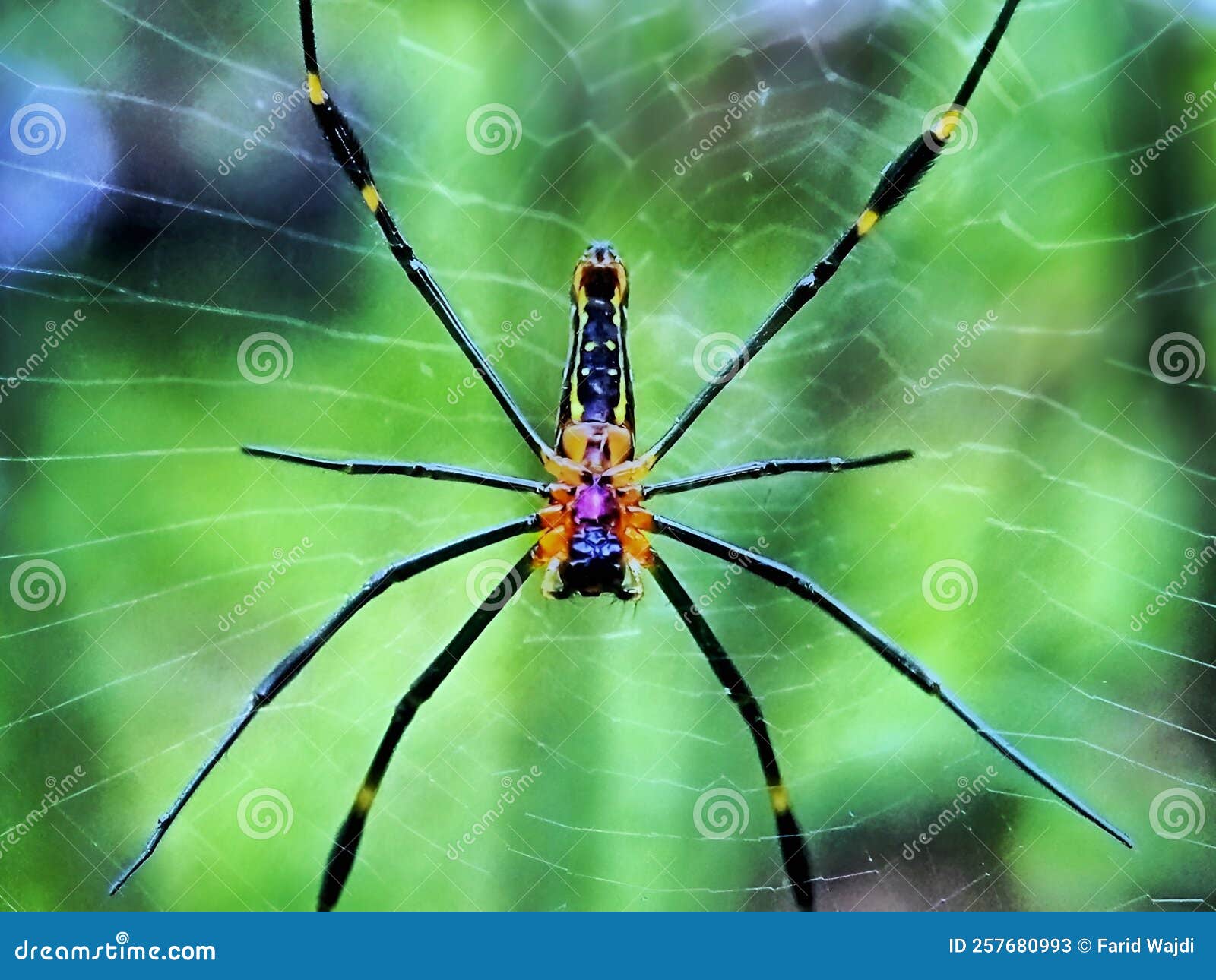 A spider with its web stock image. Image of vector, background - 257680993