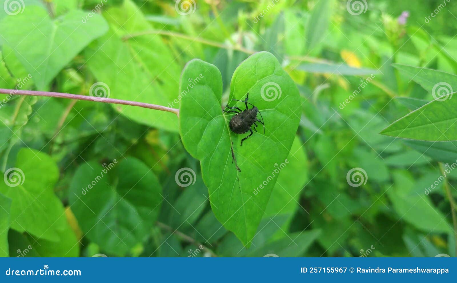 A Macro View of Stink Bug or Brochymena Bug Stock Video - Video of ...