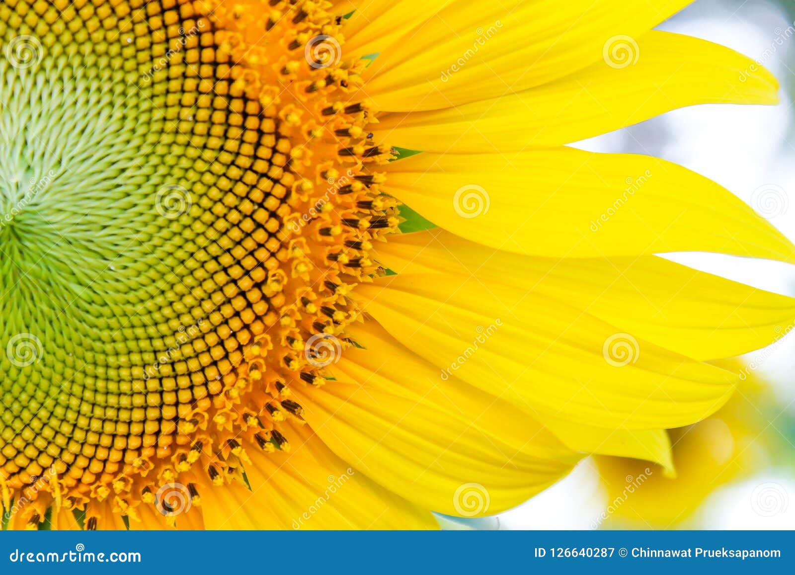 Sunflower Texture and Background. Stock Image - Image of flower ...