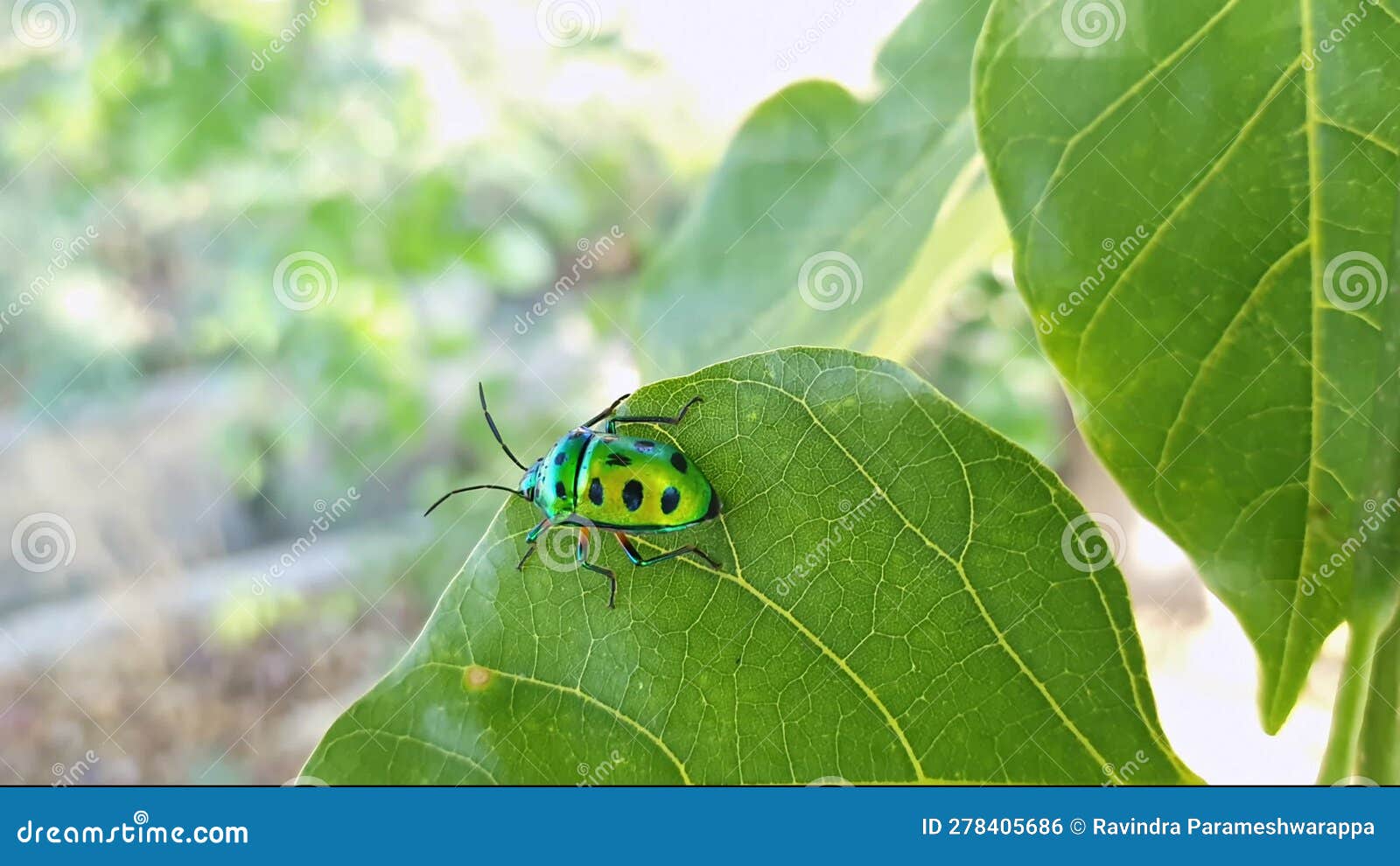 A Macro View of a Tiny Jewel Bug or Metallic Shield Bug Sitting on a ...