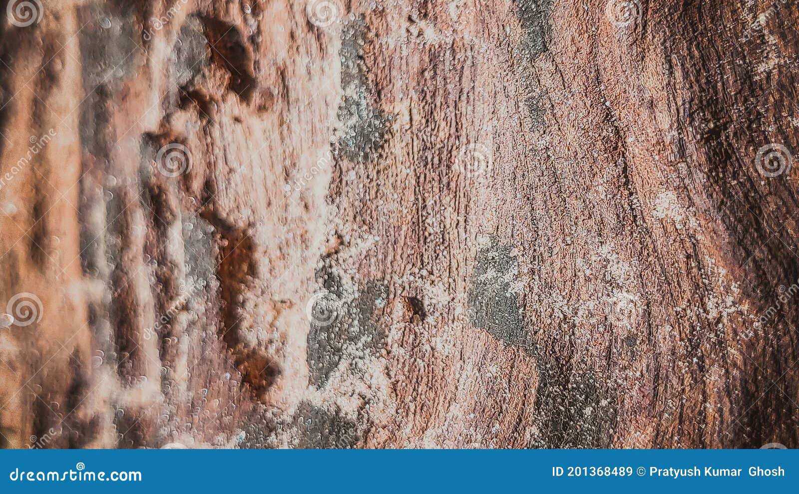 Macro view of a tree root stock image. Image of tropical - 201368489