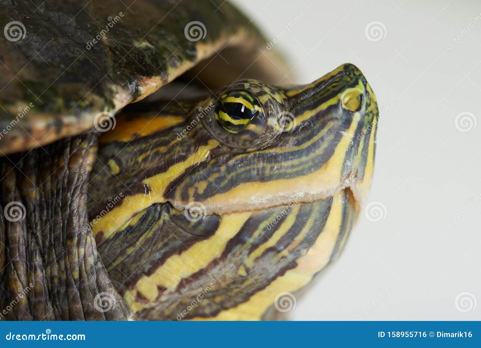 Macro view on turtle head stock photo. Image of green - 158955716