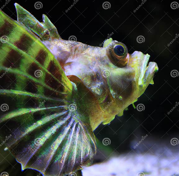 Macro View of an Underwater Barbed Fish Stock Photo - Image of fish ...