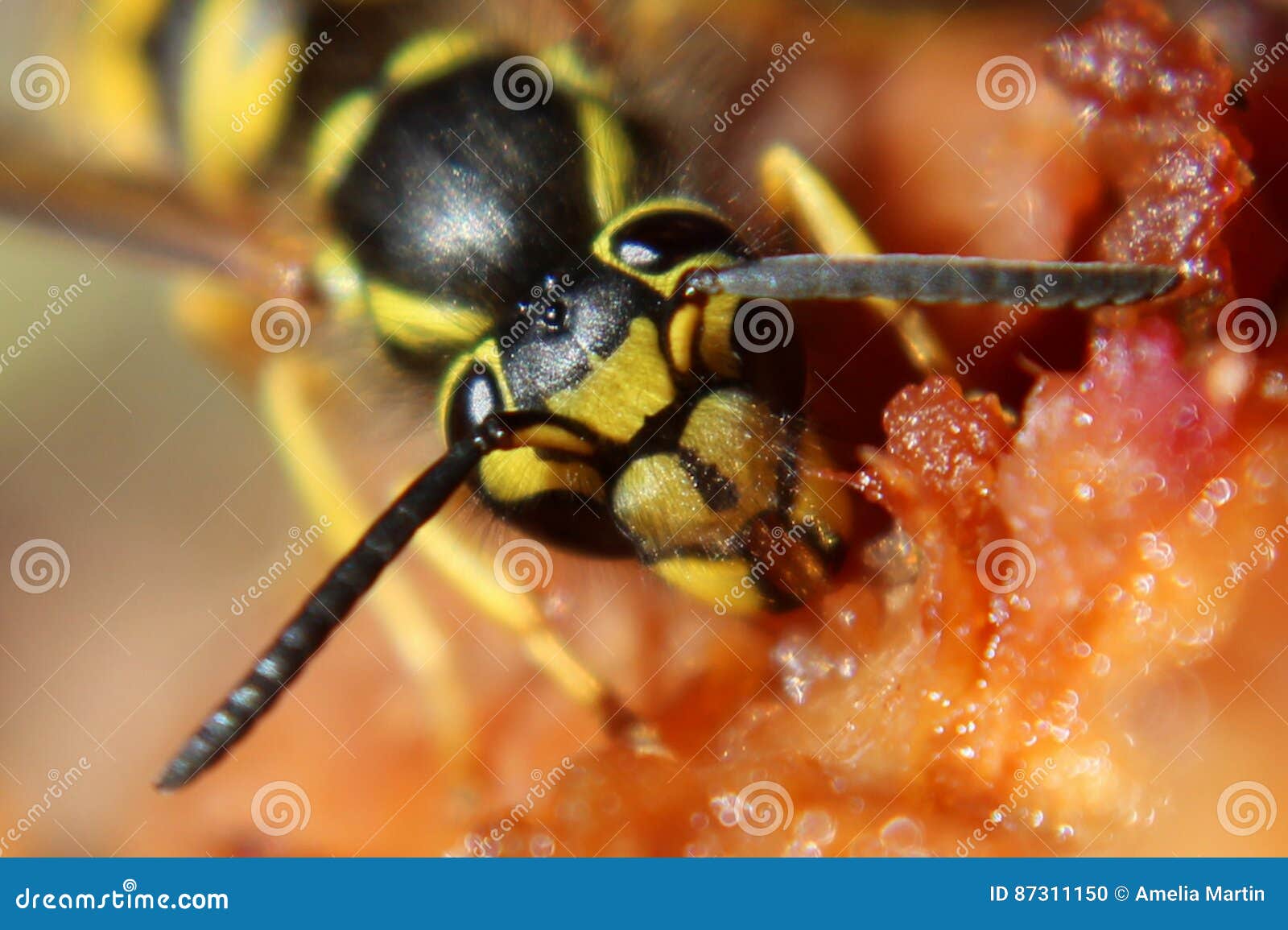 Macro View of a Wasps Head stock photo. Image of fruit - 87311150