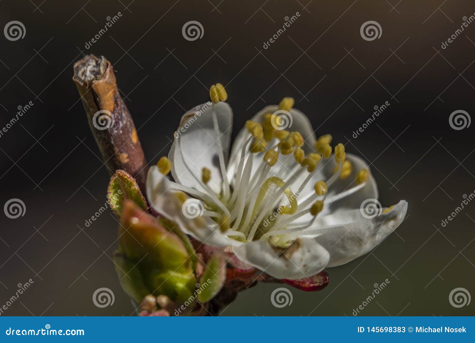 Macro View of White Sour Cherry in Color Sunny Spring Day Stock Image ...