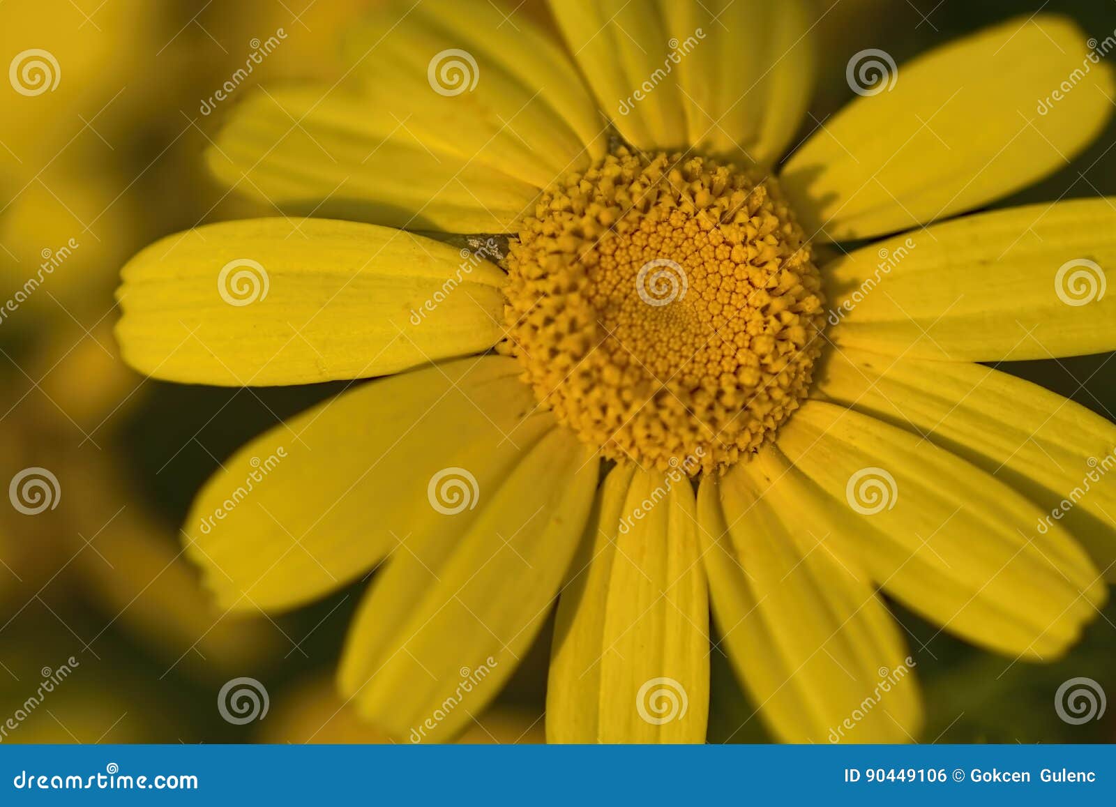 Macro View of Yellow Daisy Blossom. Stock Photo - Image of macro ...