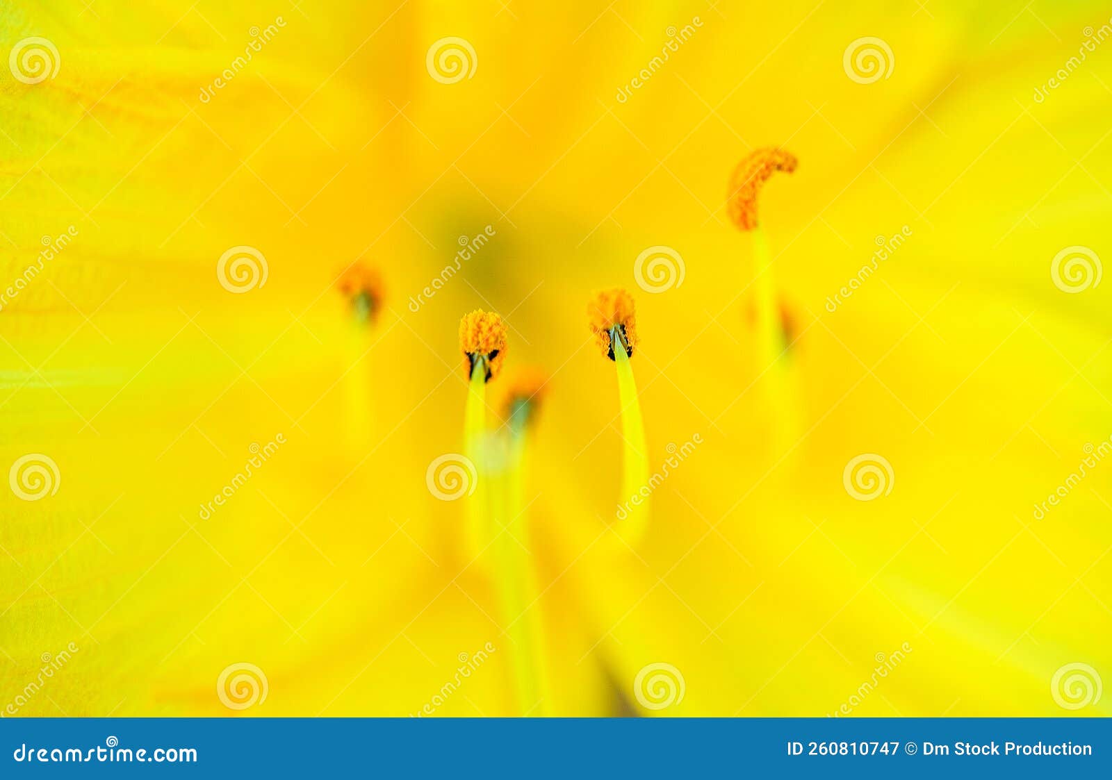 Flower stamens stock image. Image of color, details - 260810747