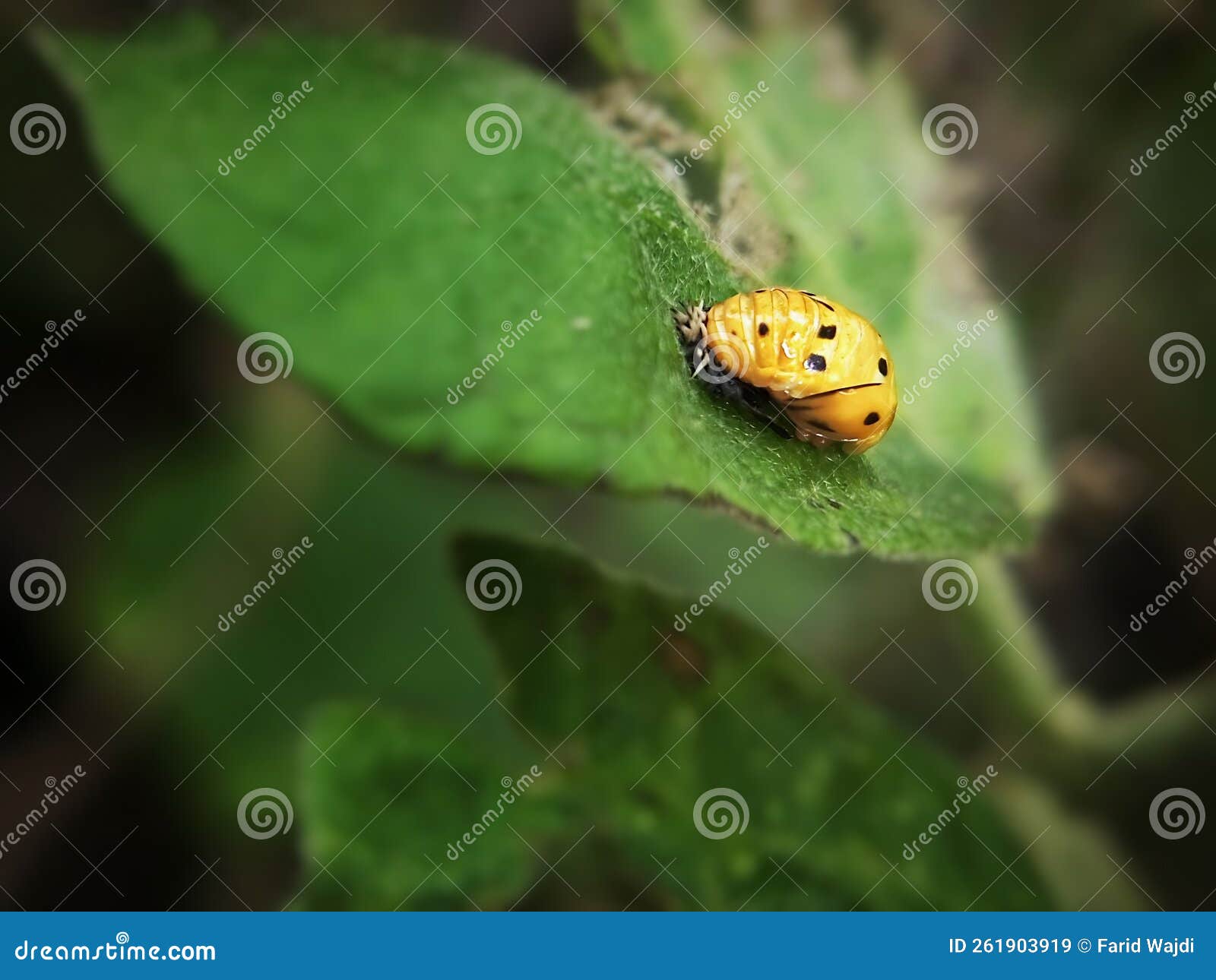 A Yellow Ladybug Walking on Leaves Stock Image - Image of isolated ...