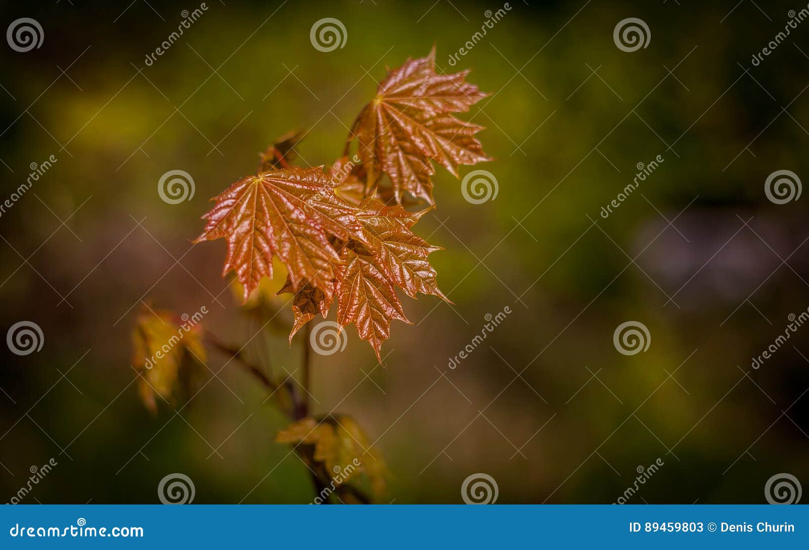 Macro View of Young Small Maple Leaves Stock Image - Image of ...